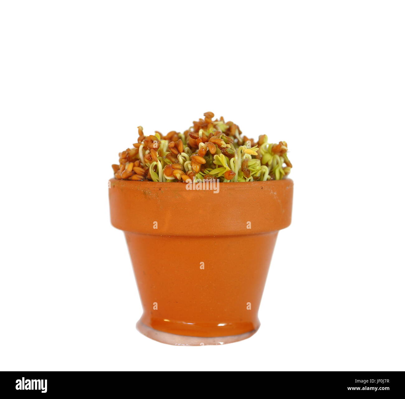 growing cress in clay pot on white background Stock Photo - Alamy