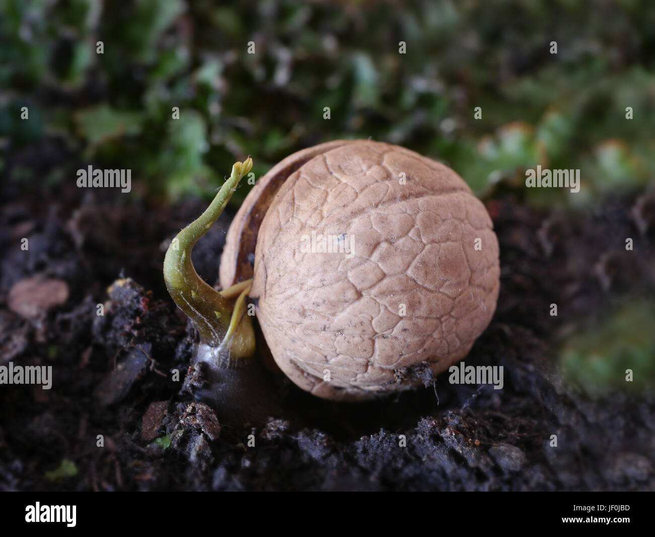 Root walnut hi-res stock photography and images - Alamy