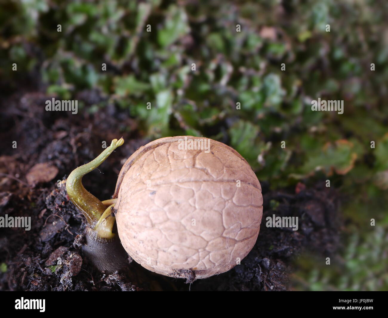 germinated walnut with root on soil background Stock Photo - Alamy