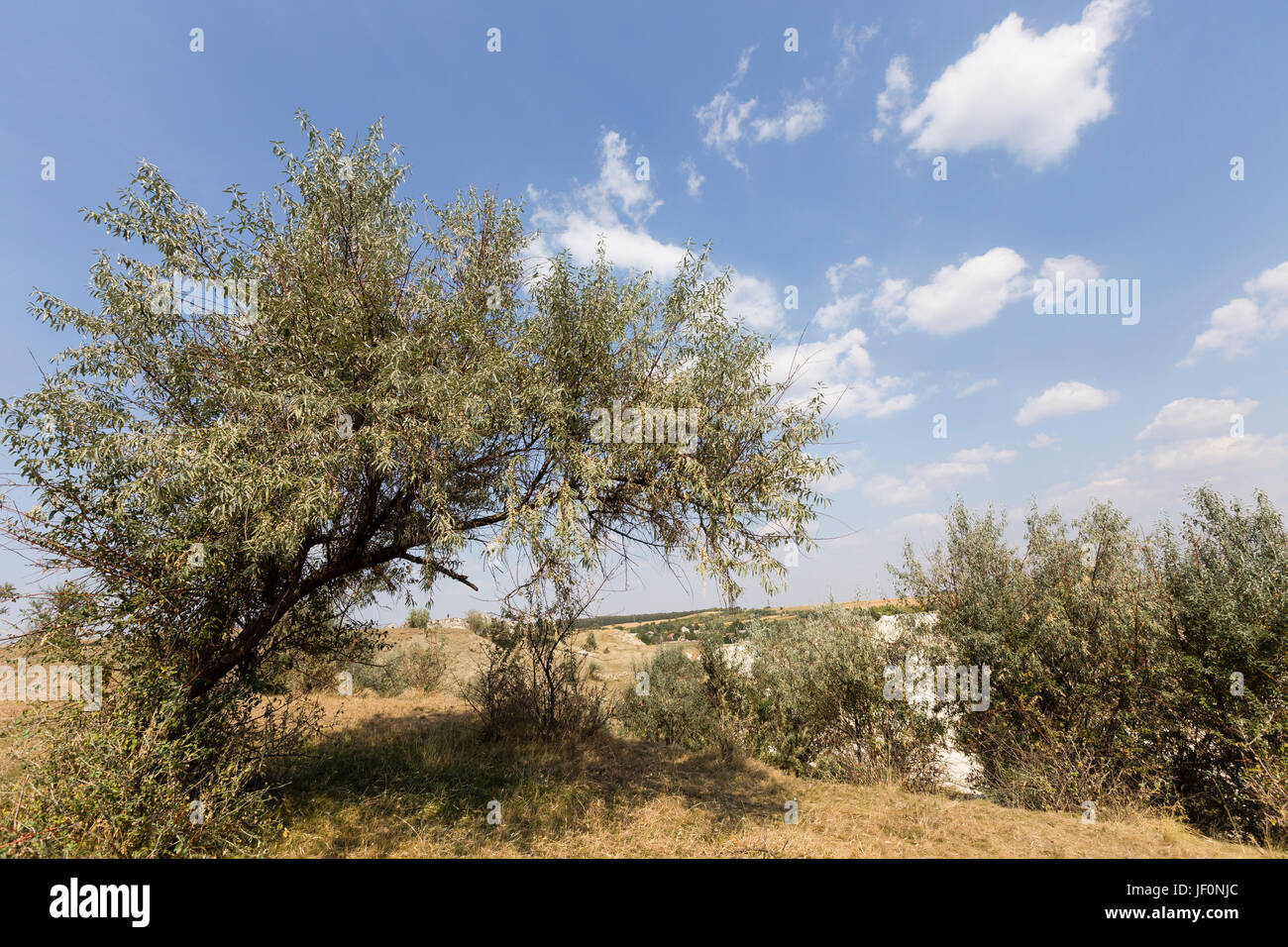 Landscape with Russian Olive. View of an abandoned quarry Stock Photo ...