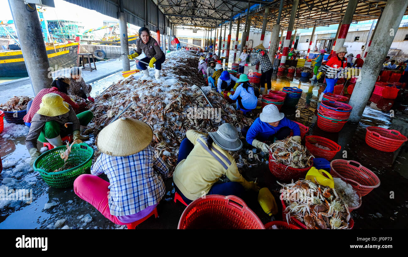 Female Vietnamese fish workers sort fish at a dock in Vung Tau, Vietnam ...