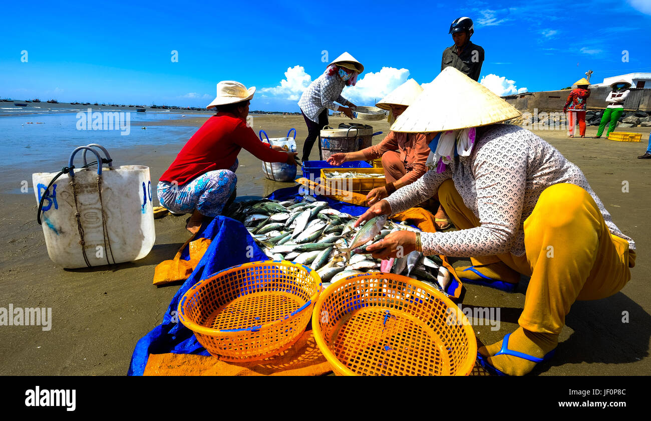 Vietnamese men and women sorting and trading fish on the beach at Long ...