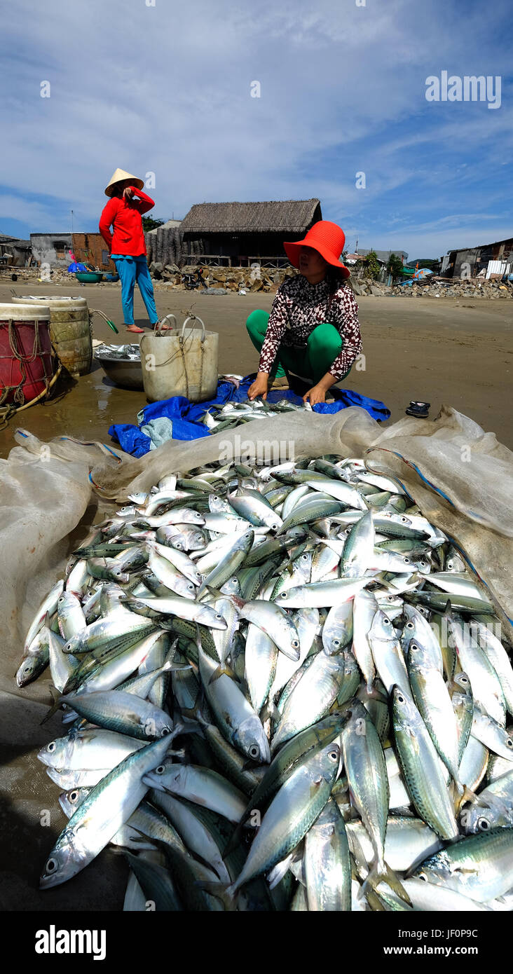 Vietnamese men and women sorting and trading fish on the beach at Long ...