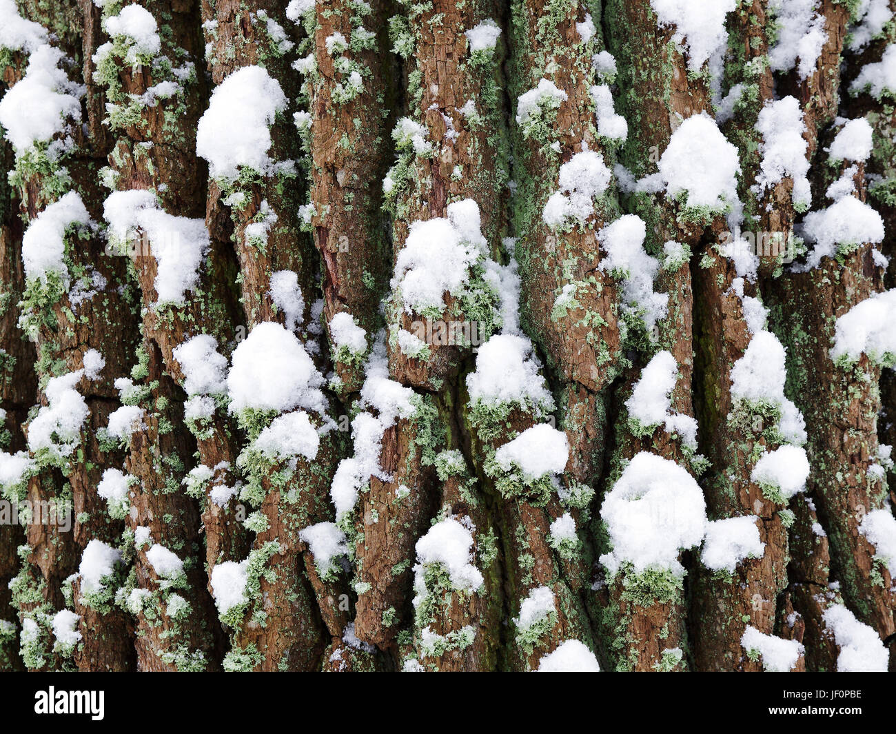 Plattenborke hi-res stock photography and images - Alamy