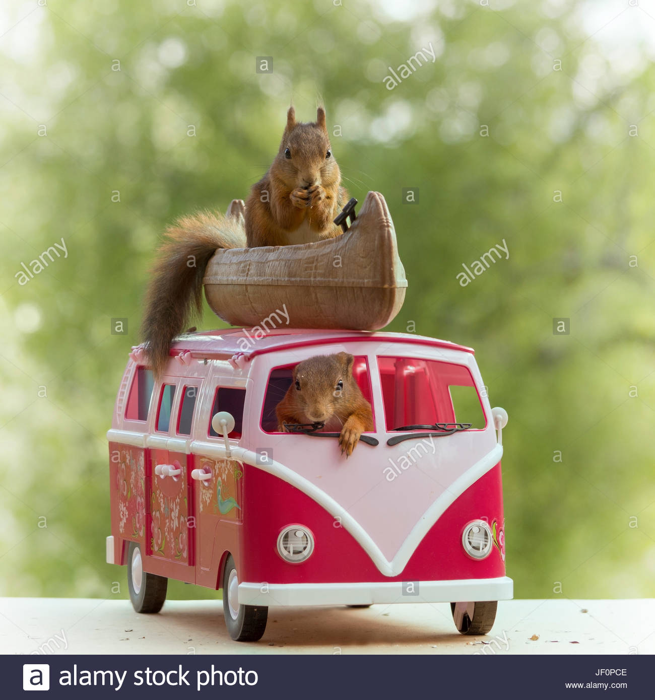 Squirrel Car Funny High Resolution Stock Photography and Images - Alamy