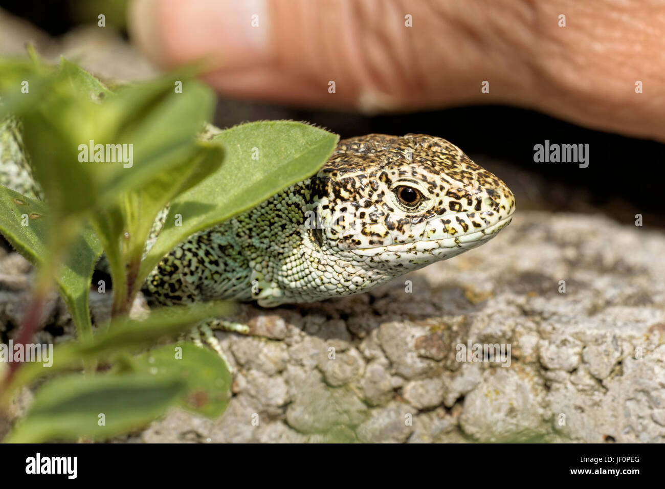 Common lizard hand hi-res stock photography and images - Alamy