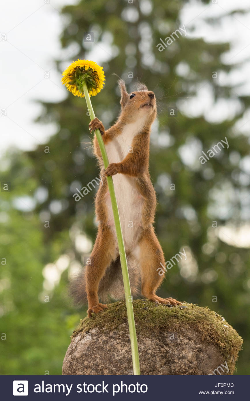 Close Up Red Squirrel Hands Stock Photos & Close Up Red Squirrel Hands ...