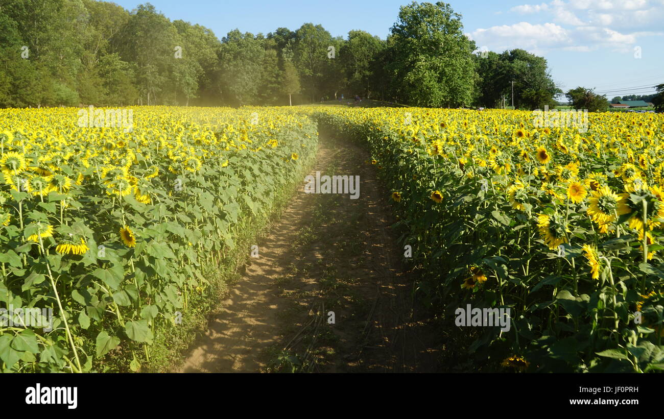 Sunflower Farm in Connecticut Stock Photo - Alamy