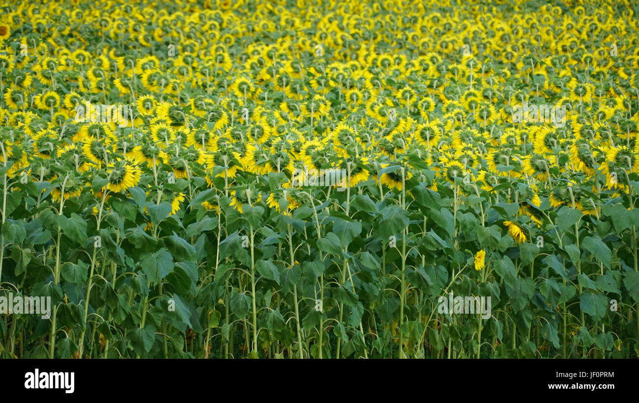 Buttonwood farm hi-res stock photography and images - Alamy
