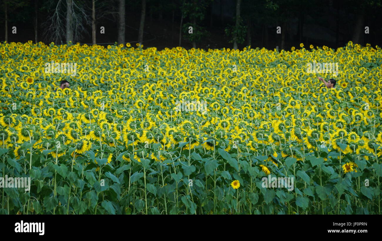 Sunflower Farm in Connecticut Stock Photo - Alamy