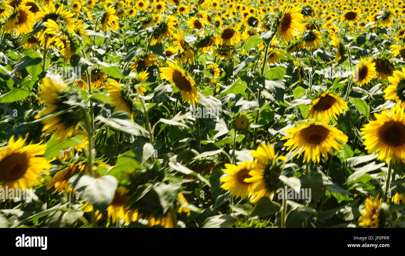 Sunflower Farm in Connecticut Stock Photo - Alamy
