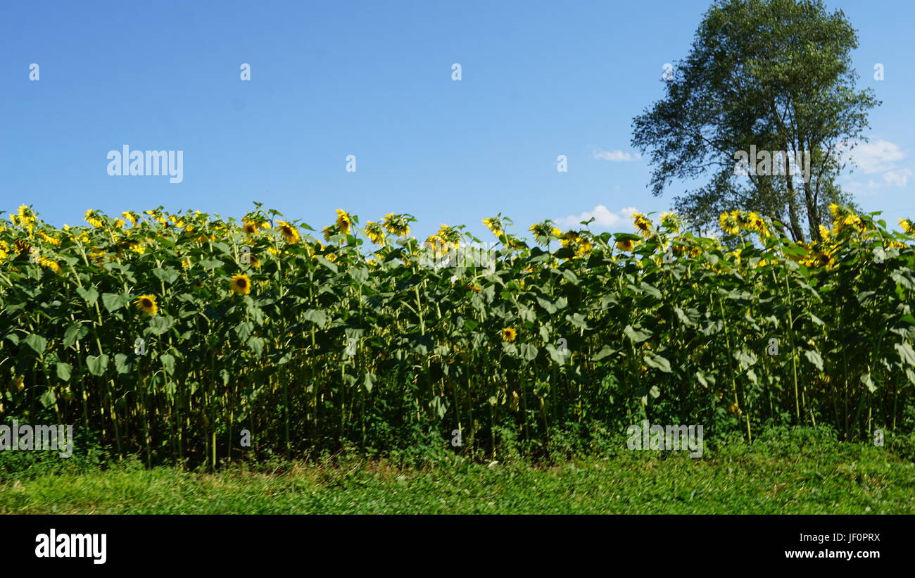 Sunflower Farm in Connecticut Stock Photo - Alamy