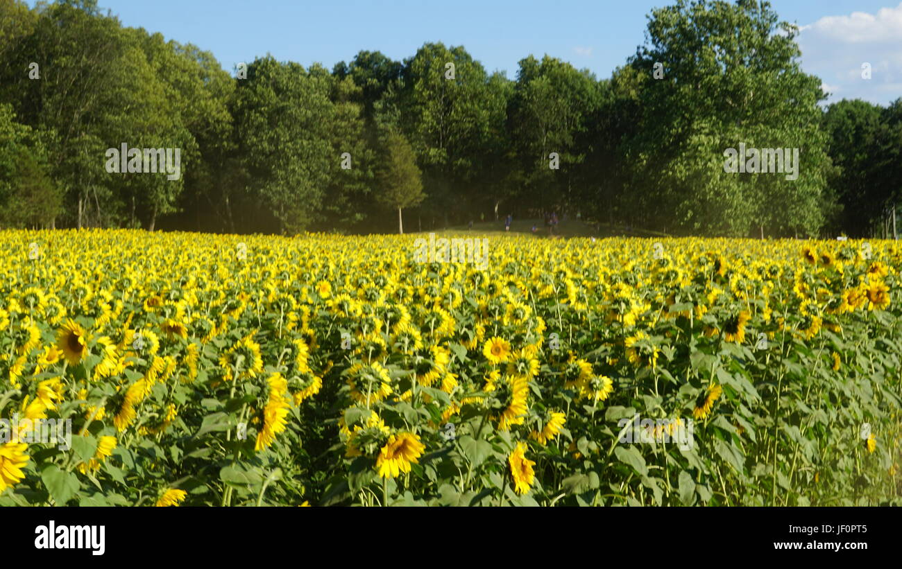 Sunflower Farm in Connecticut Stock Photo - Alamy