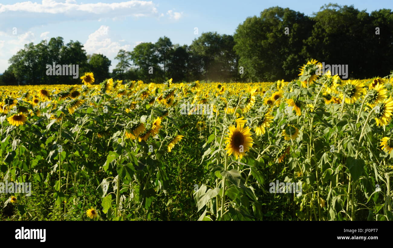 Sunflower Farm in Connecticut Stock Photo - Alamy