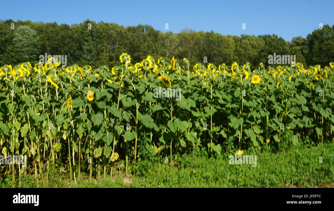Sunflower Farm in Connecticut Stock Photo - Alamy
