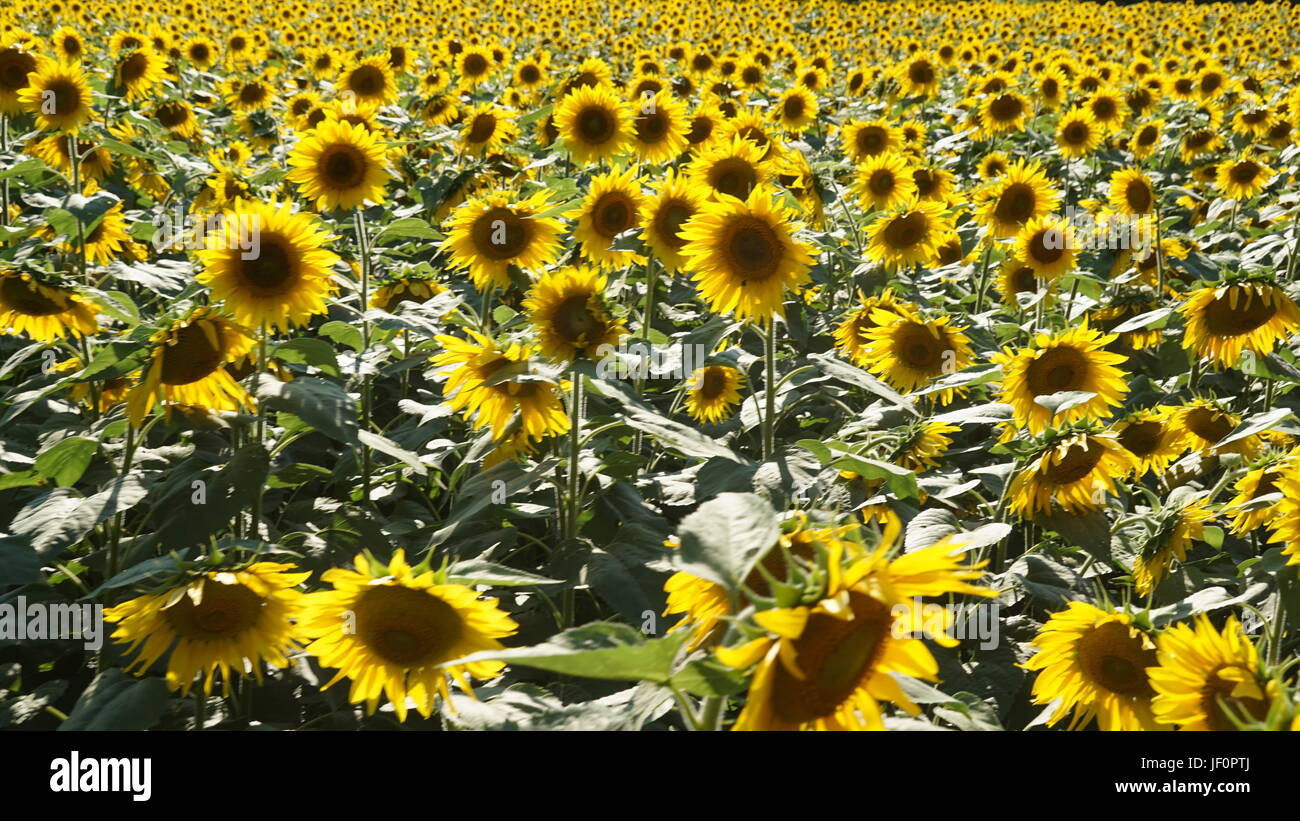 Sunflower Farm in Connecticut Stock Photo - Alamy