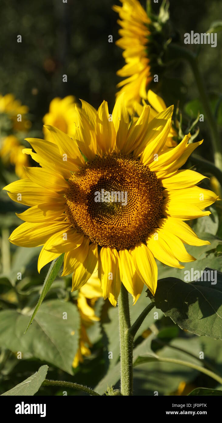 Sunflower Farm in Connecticut Stock Photo - Alamy