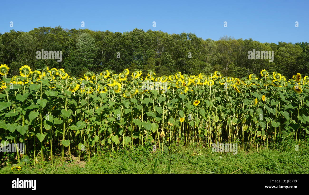 Sunflower Farm in Connecticut Stock Photo - Alamy