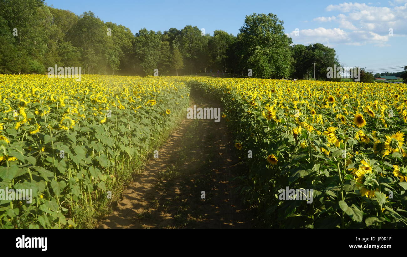 Sunflower Farm in Connecticut Stock Photo - Alamy