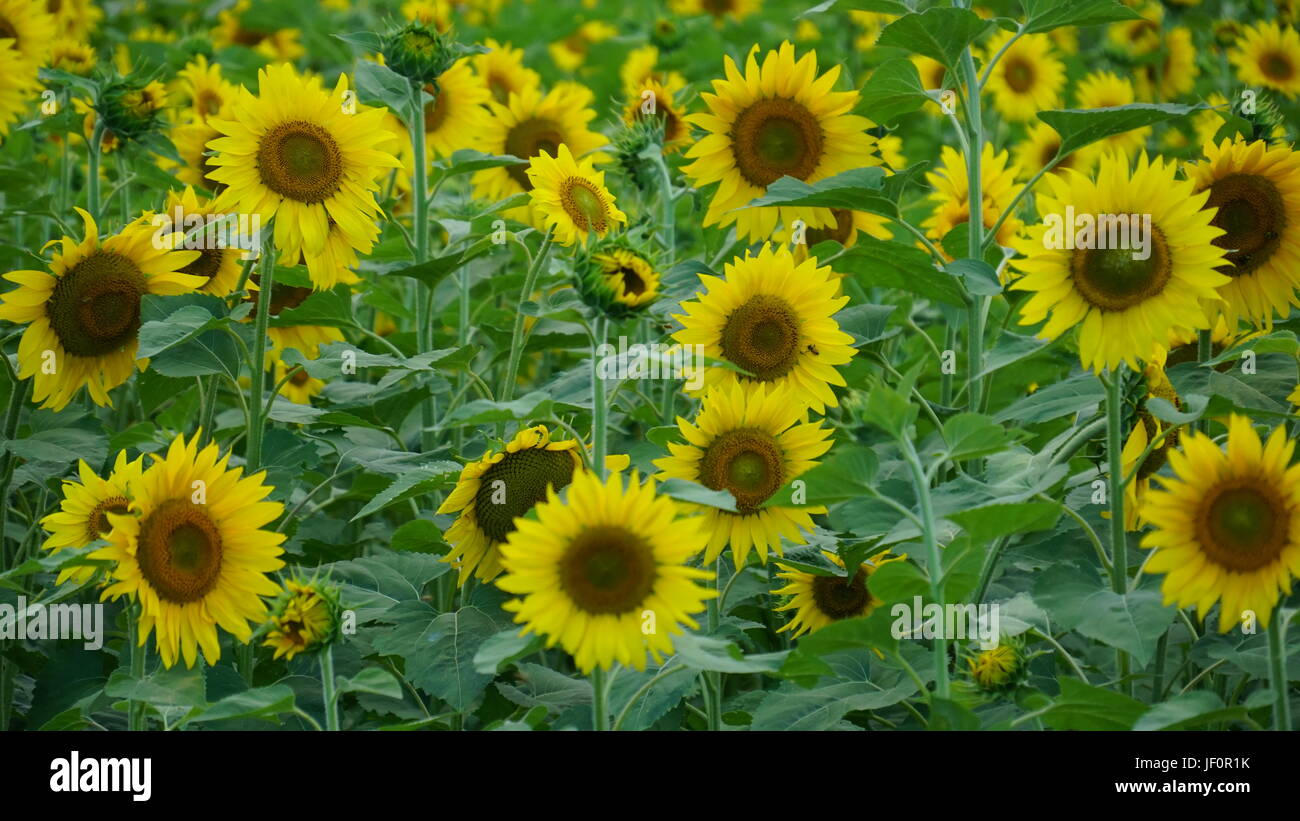 Sunflower Farm in Connecticut Stock Photo - Alamy