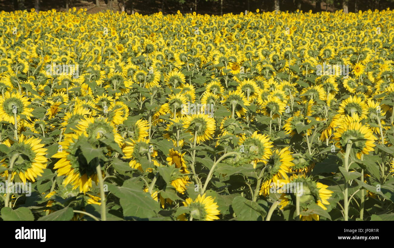 Buttonwood farm hi-res stock photography and images - Alamy