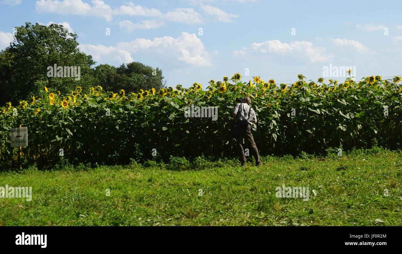 Sunflower Farm in Connecticut Stock Photo - Alamy