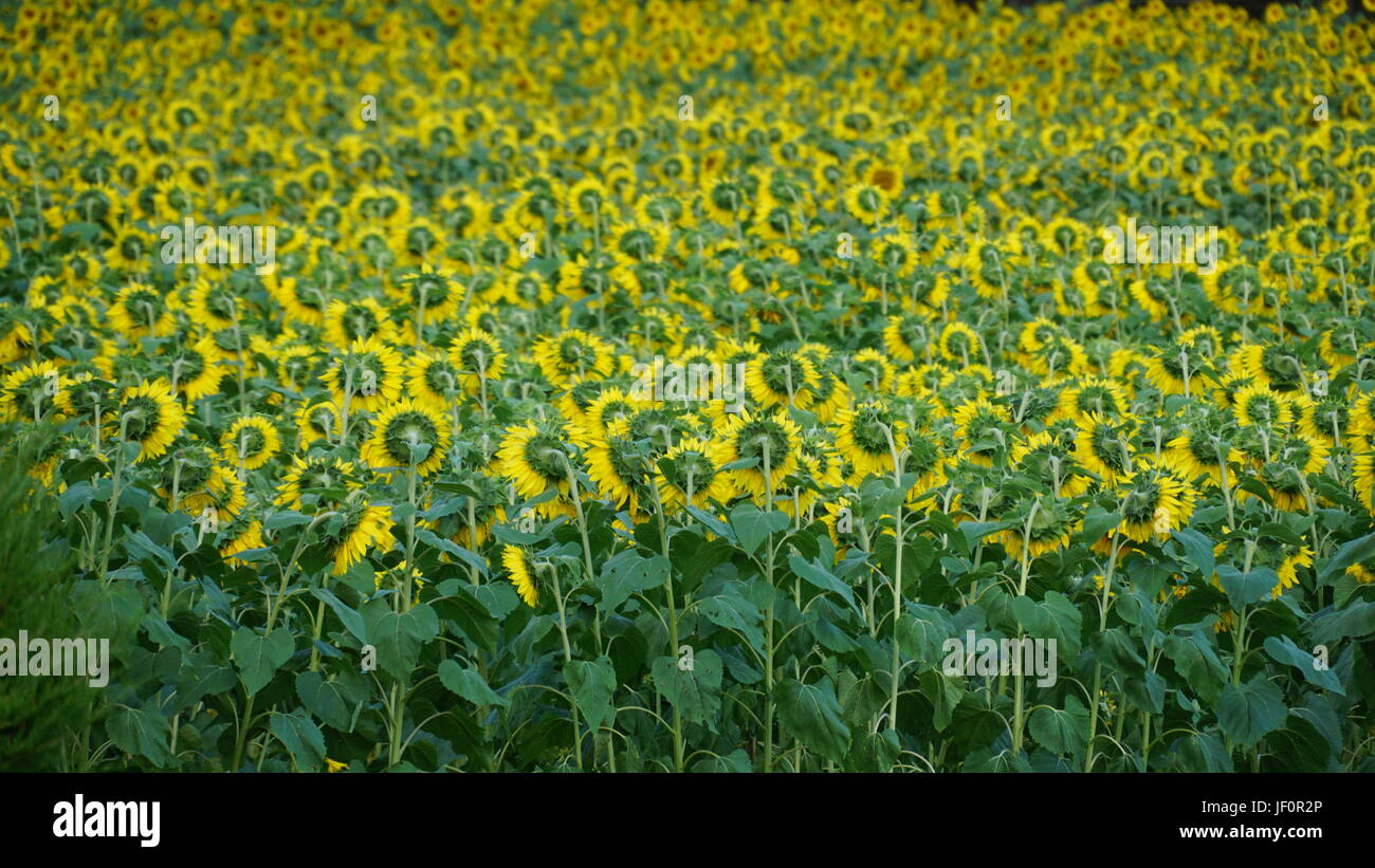 Sunflower Farm in Connecticut Stock Photo - Alamy