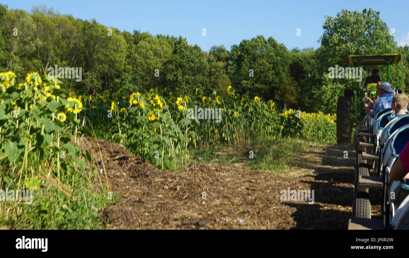 Shrub sunflower hi-res stock photography and images - Alamy