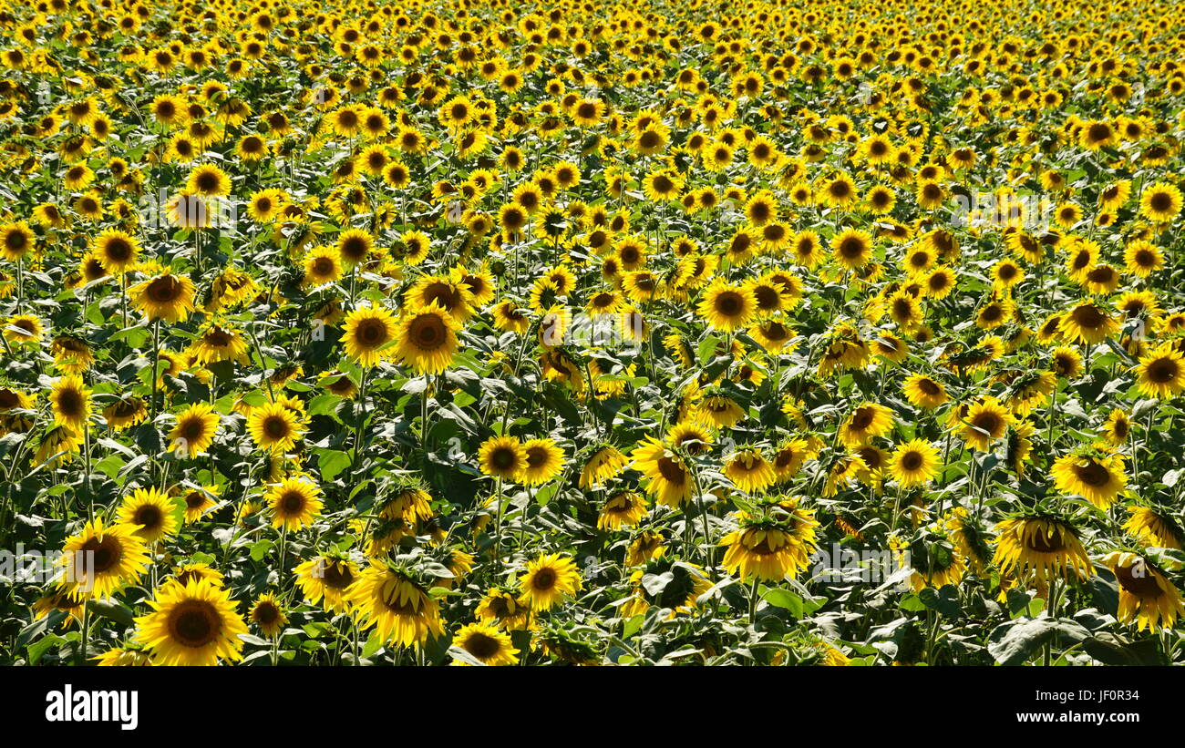 Buttonwood farm hi-res stock photography and images - Alamy