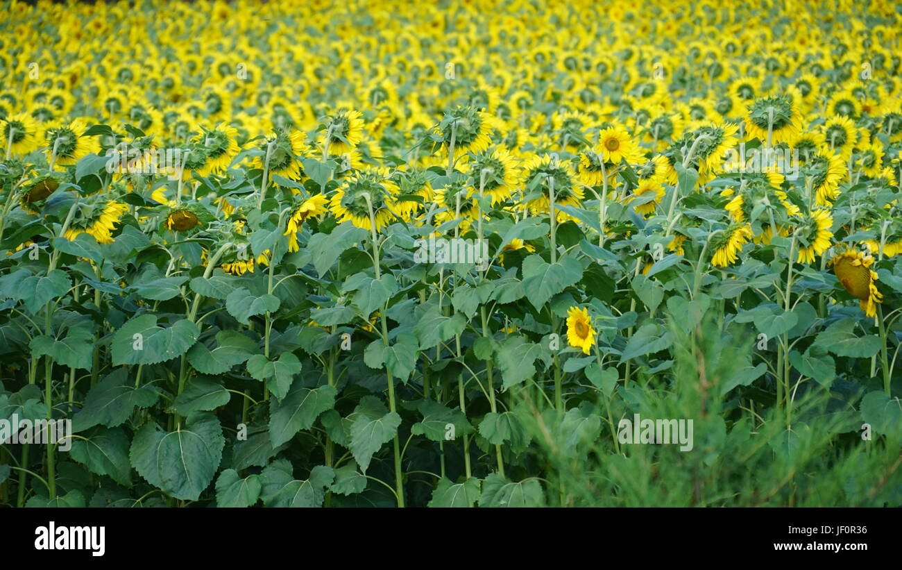 Buttonwood farm hi-res stock photography and images - Alamy