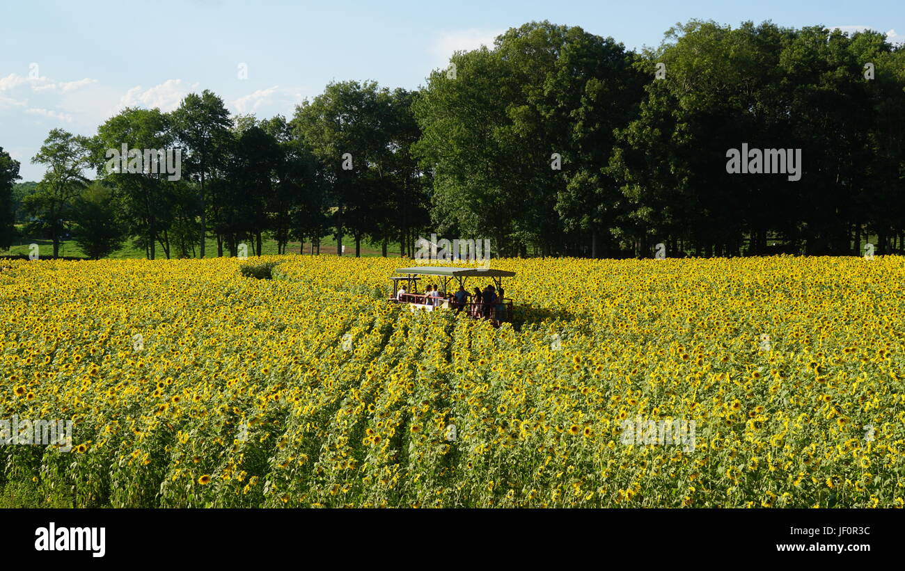 Buttonwood farm hi-res stock photography and images - Alamy