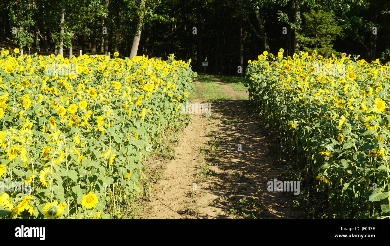 Sunflower Farm in Connecticut Stock Photo - Alamy