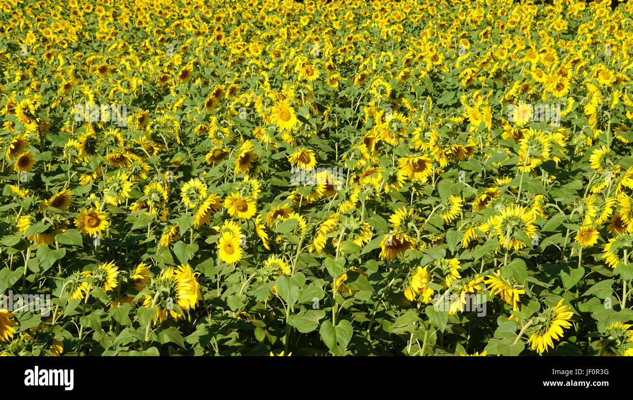 Buttonwood farm hi-res stock photography and images - Alamy