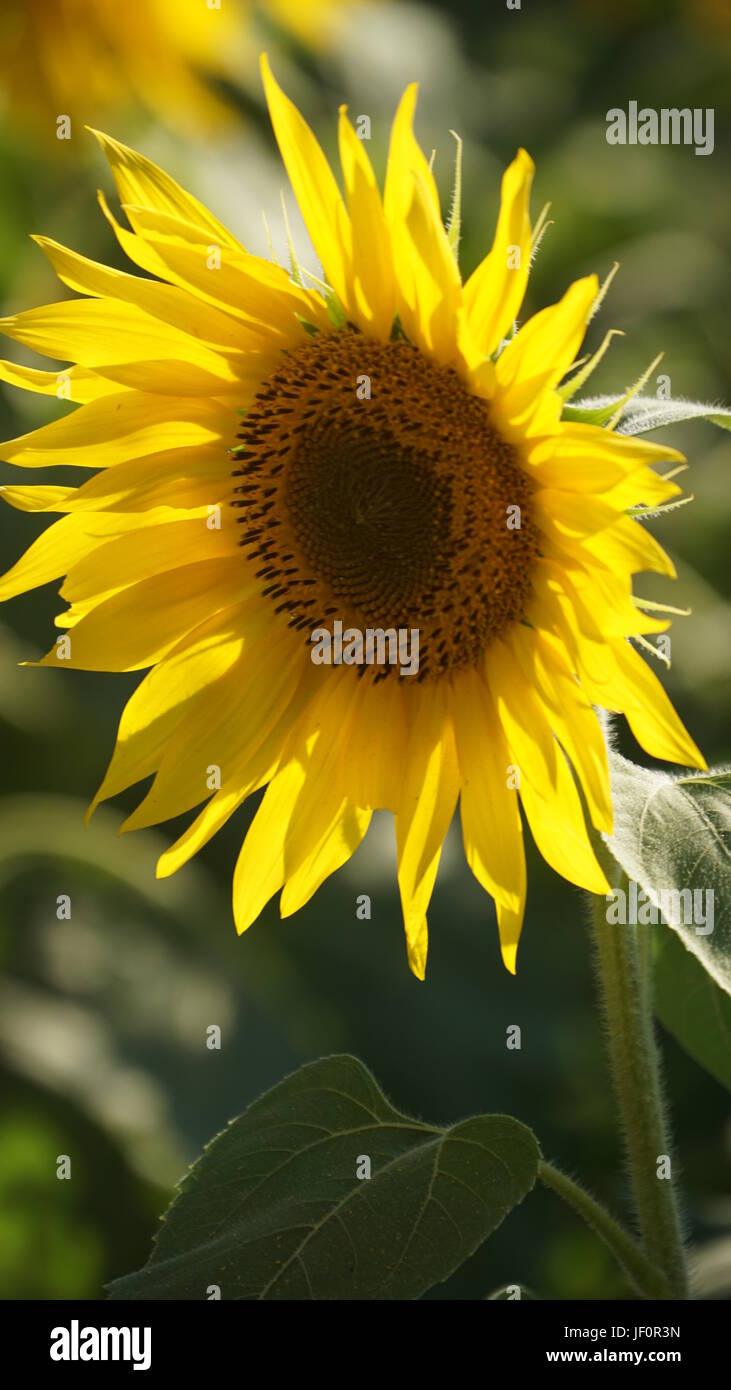 Sunflower Farm in Connecticut Stock Photo - Alamy