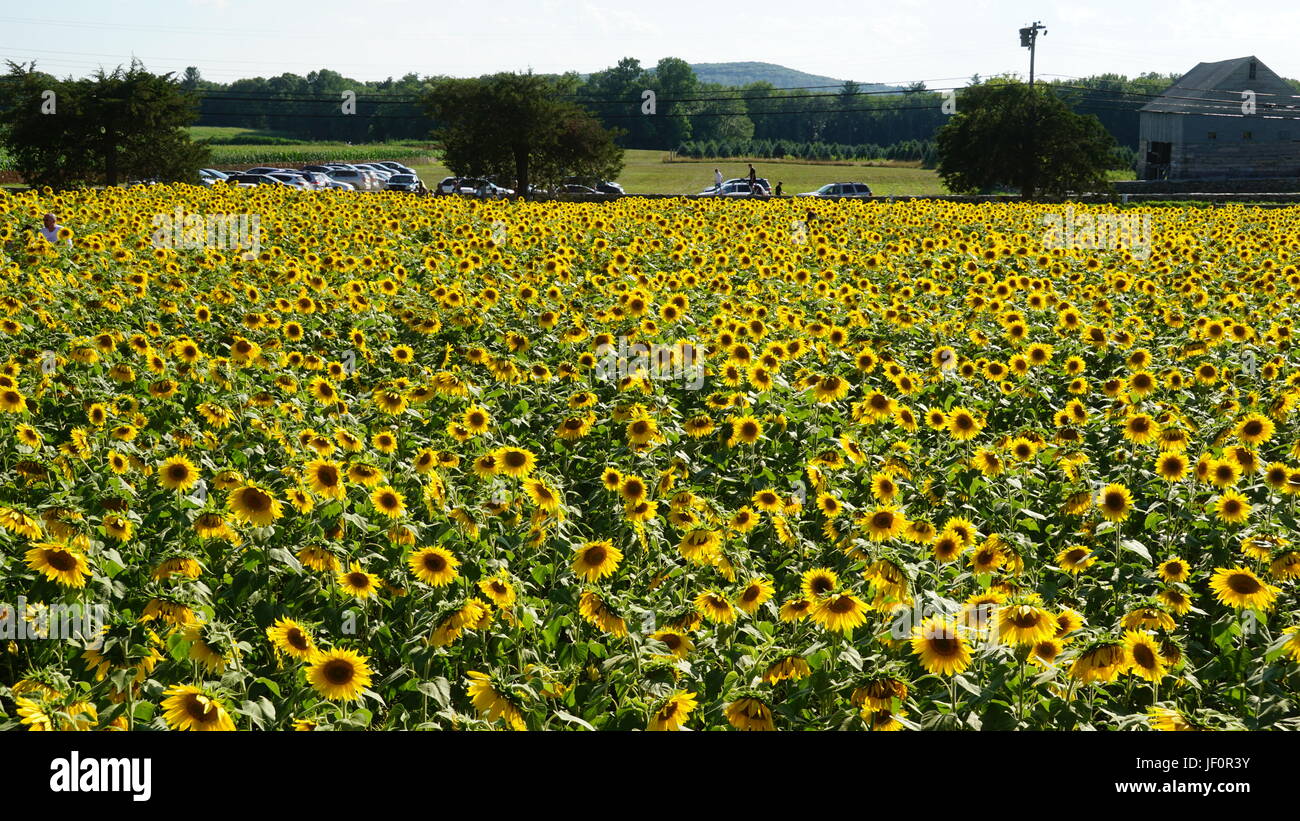 Buttonwood farm hi-res stock photography and images - Alamy