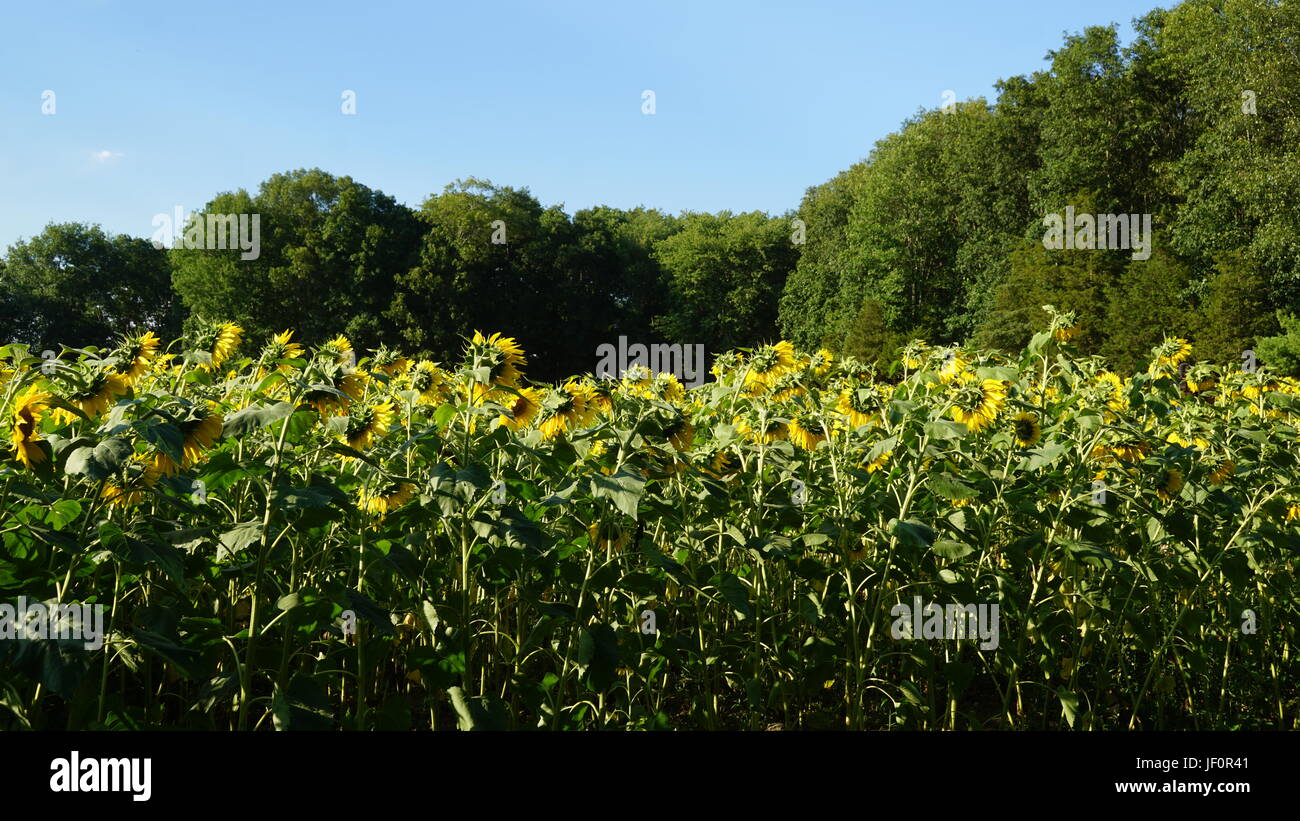 Sunflower Farm in Connecticut Stock Photo - Alamy