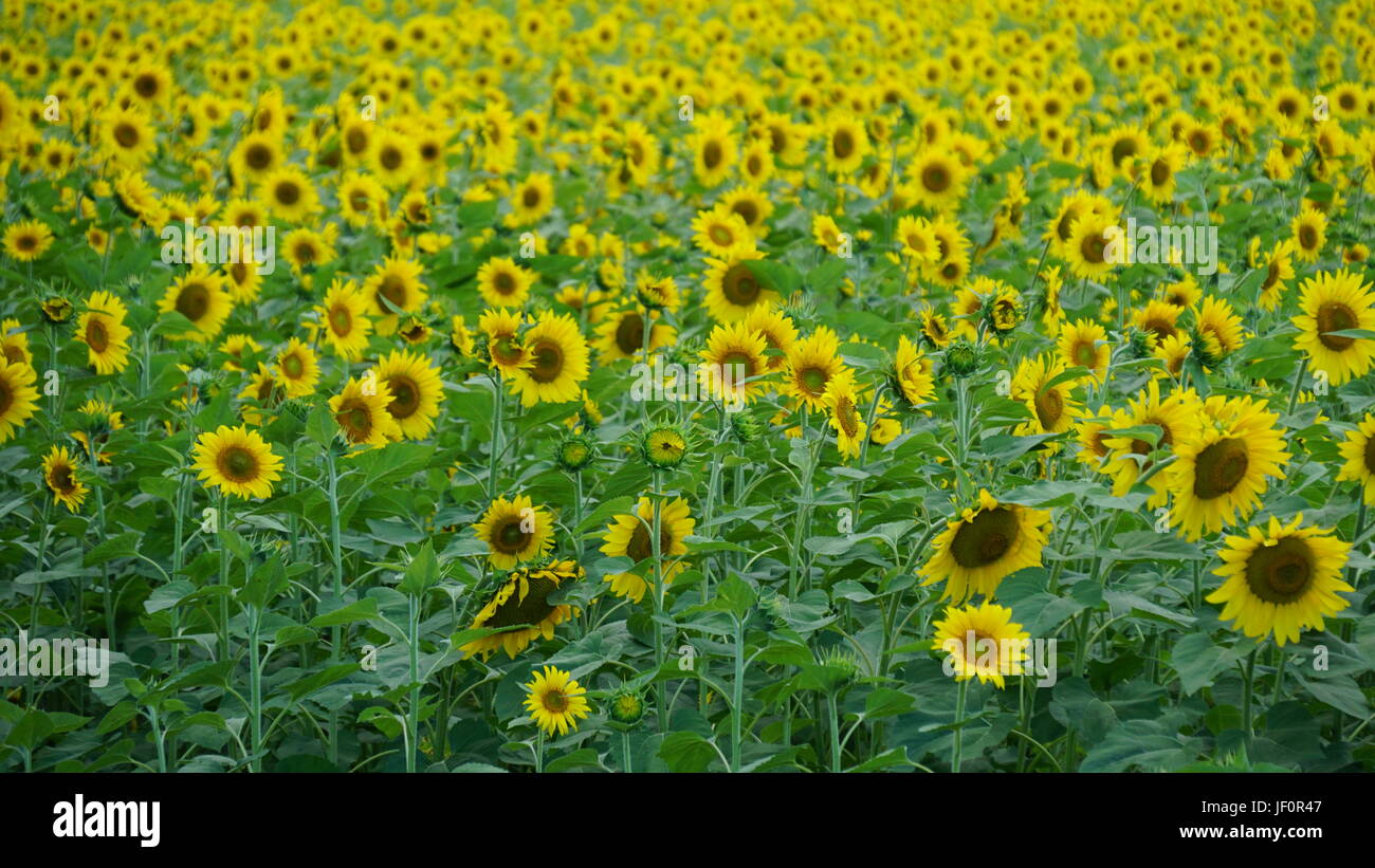 Sunflower Farm in Connecticut Stock Photo - Alamy