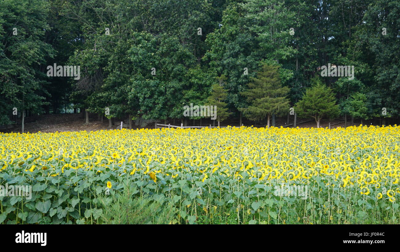 Sunflower Farm in Connecticut Stock Photo - Alamy