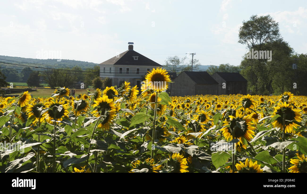 Buttonwood farm hi-res stock photography and images - Alamy