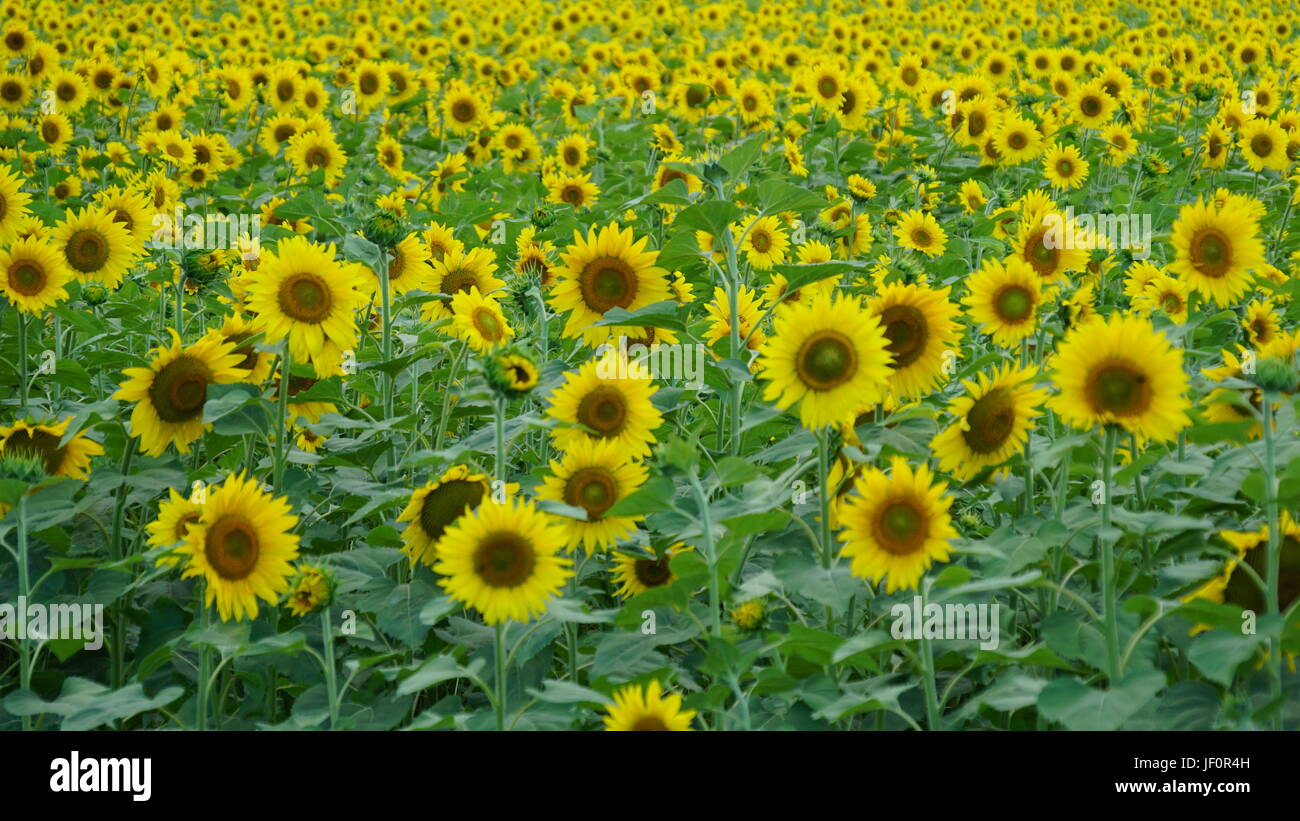 Buttonwood farm hi-res stock photography and images - Alamy