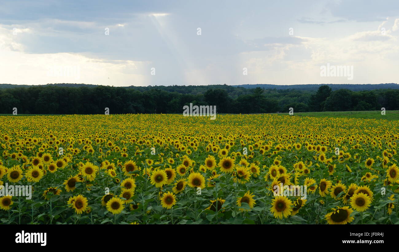 Buttonwood farm hi-res stock photography and images - Alamy