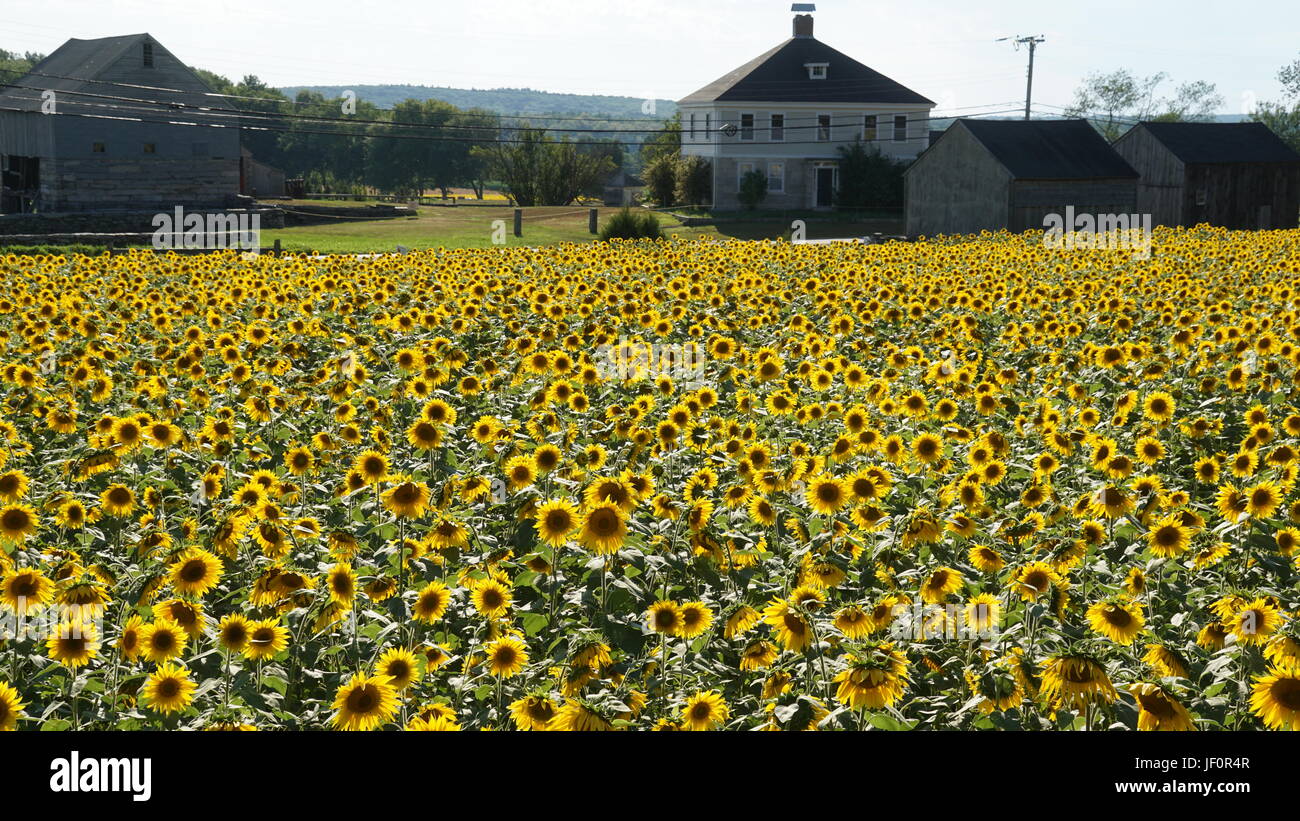 Buttonwood farm hi-res stock photography and images - Alamy