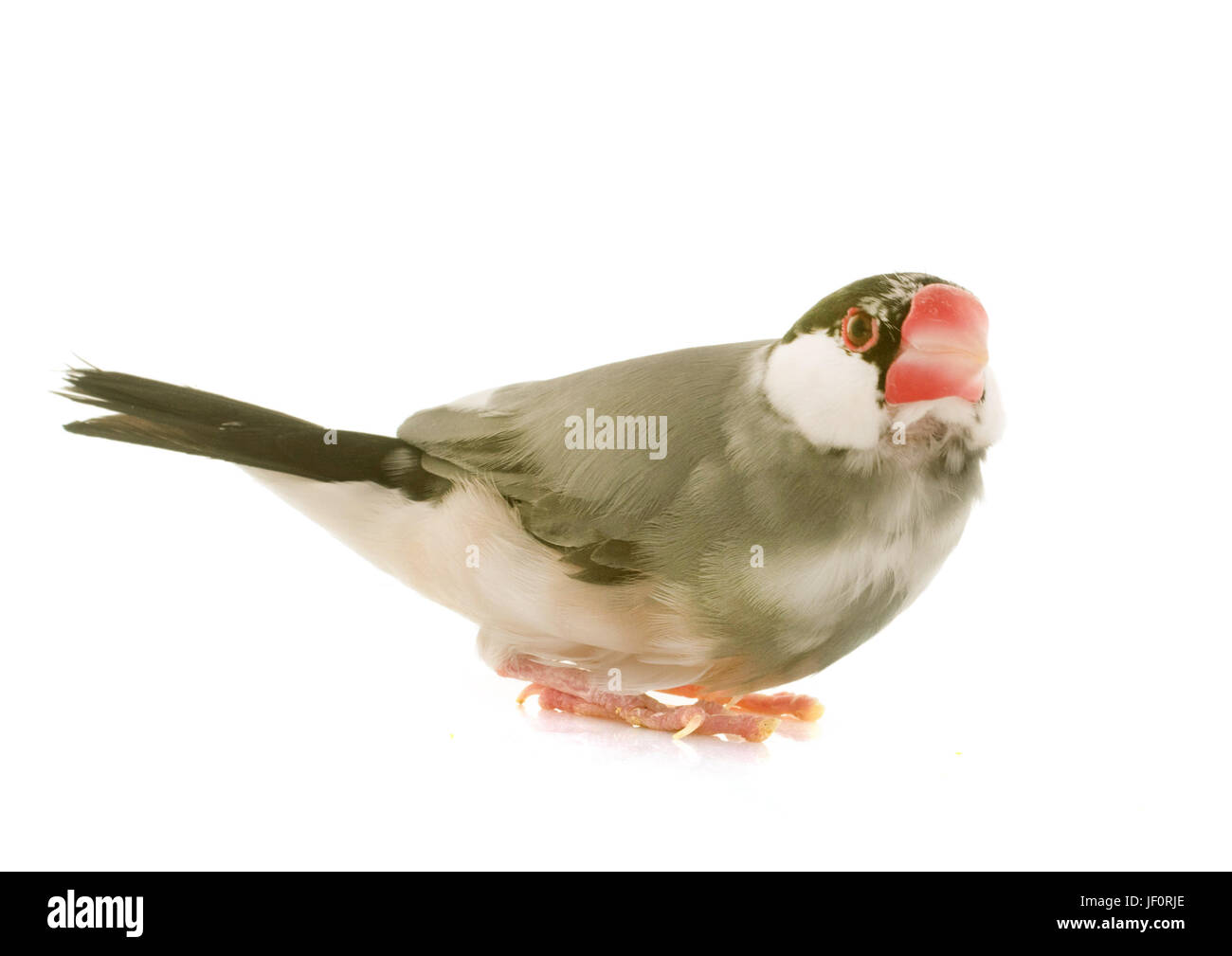 Java sparrow in front of white background Stock Photo - Alamy
