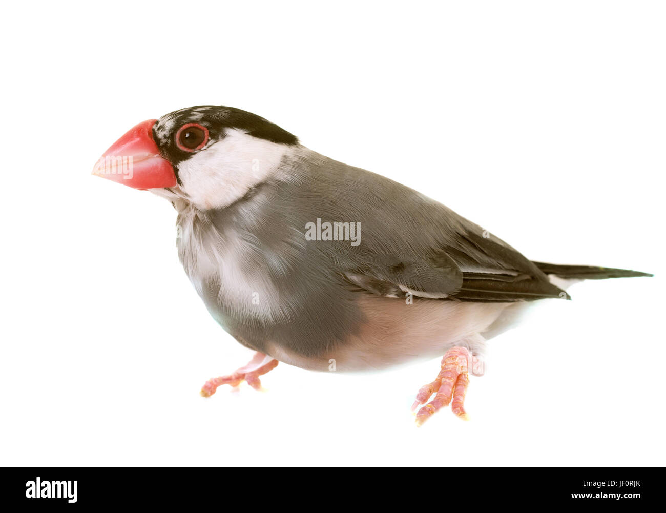 Java sparrow in front of white background Stock Photo - Alamy