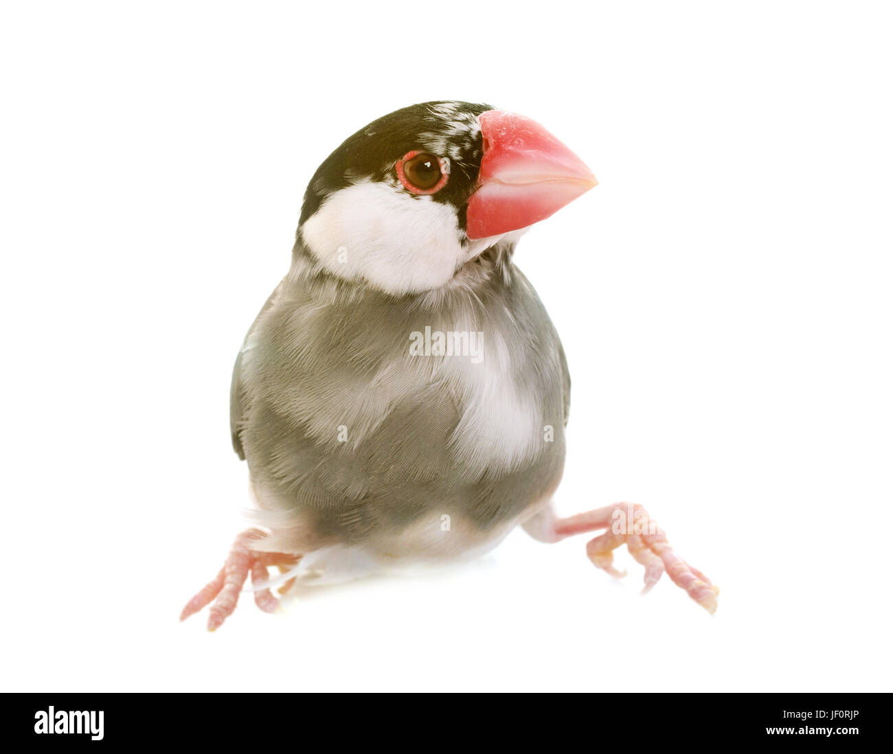 White java sparrow Cut Out Stock Images & Pictures - Alamy