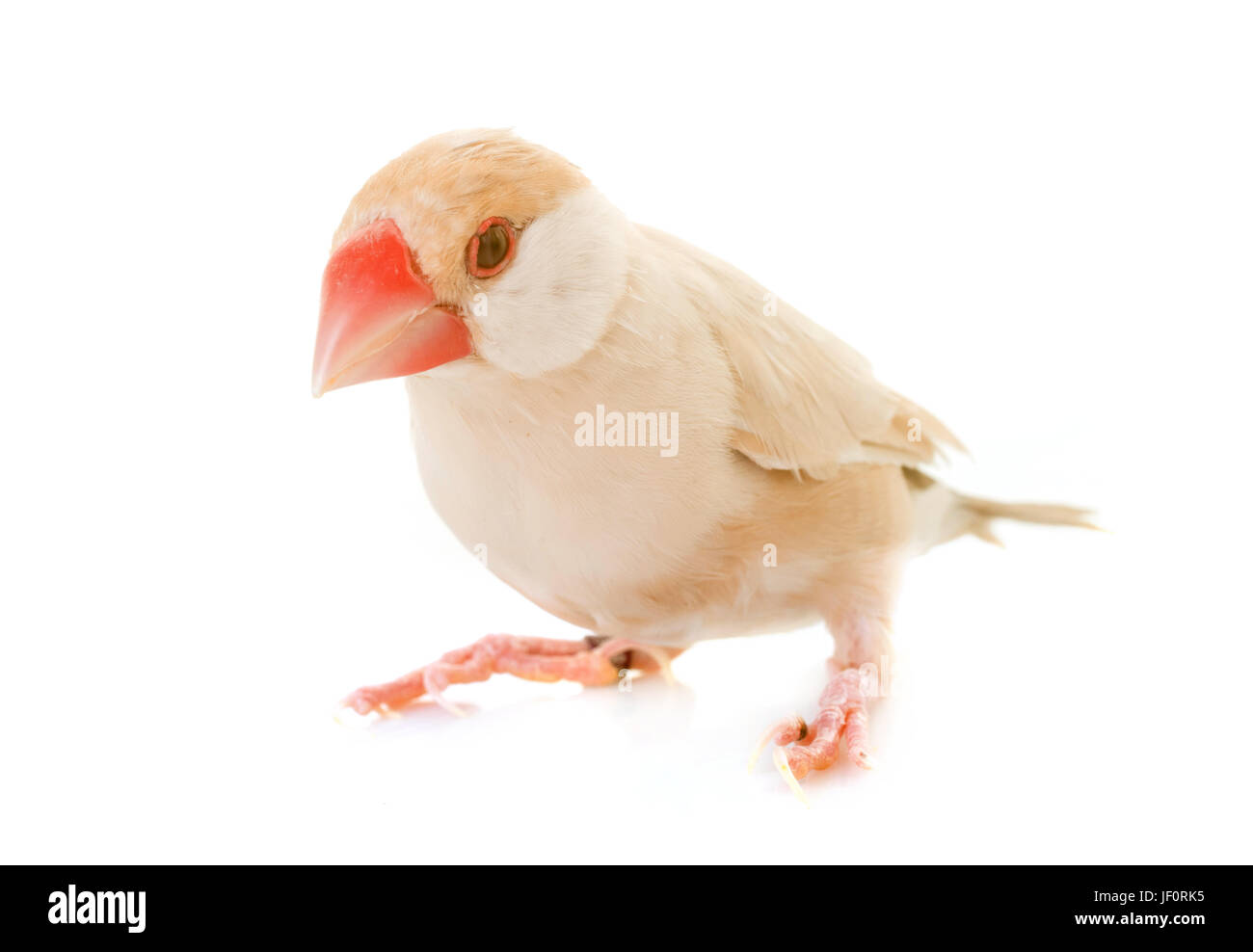 White java sparrow Cut Out Stock Images & Pictures - Alamy