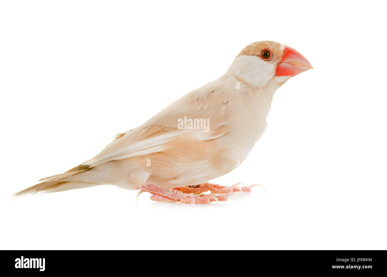 White java sparrow Cut Out Stock Images & Pictures - Alamy