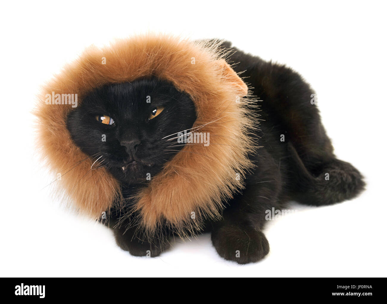 black cat disguised in front of white background Stock Photo - Alamy