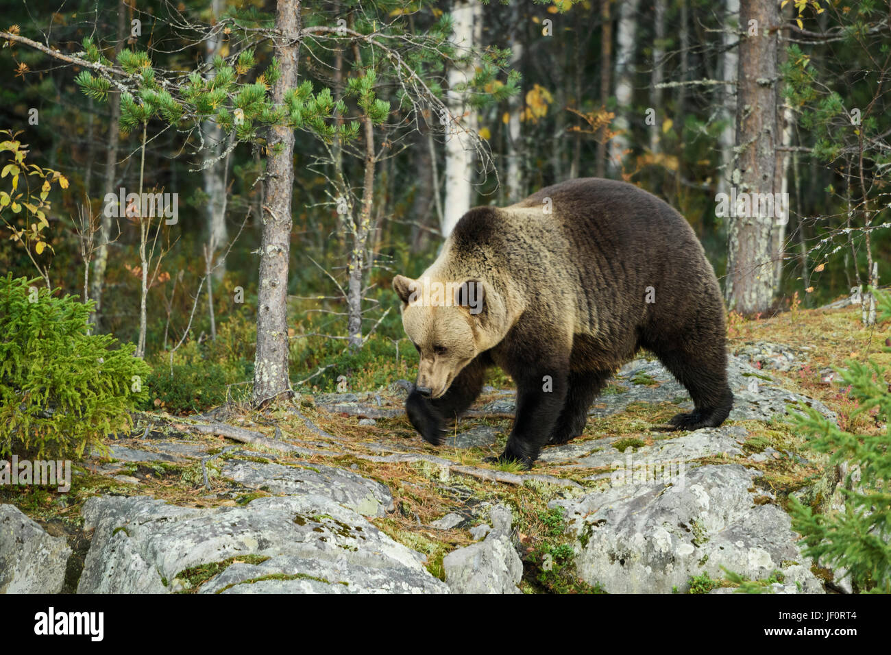 Afghanistan and north macedonia hi-res stock photography and images - Alamy