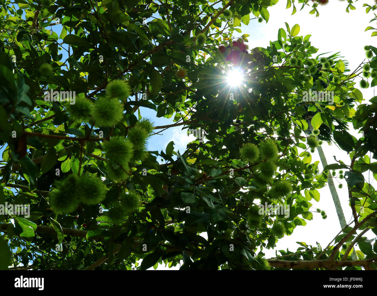 Rambutan tree hi-res stock photography and images - Alamy